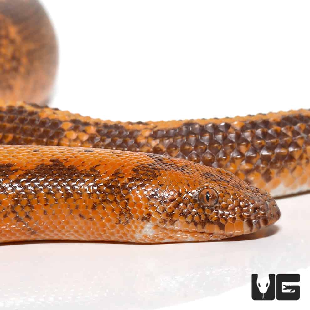 Adult Striped Kenyan Sand Boas (Eryx colubrinus) For Sale - Underground ...