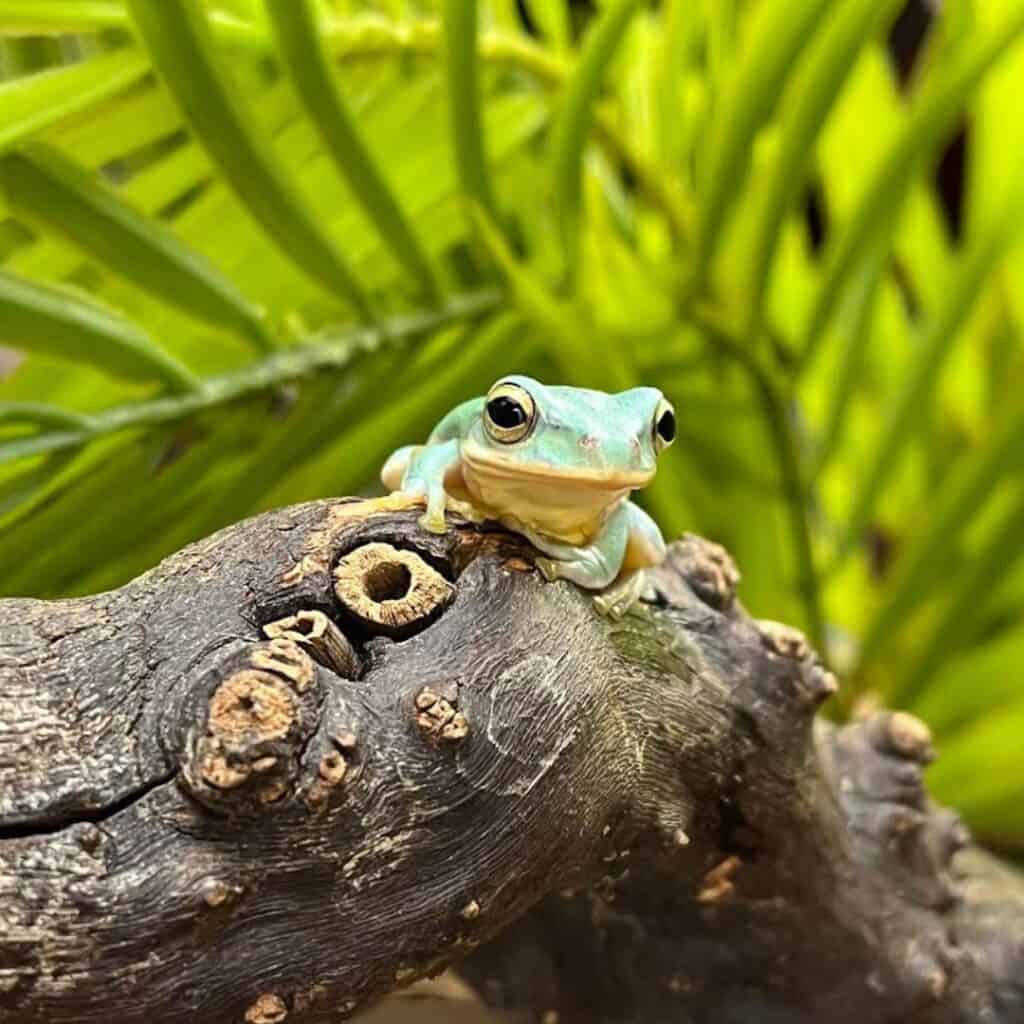Vietnamese Blue Tree Frog (Rhacophorus dennysi) For Sale - Underground ...