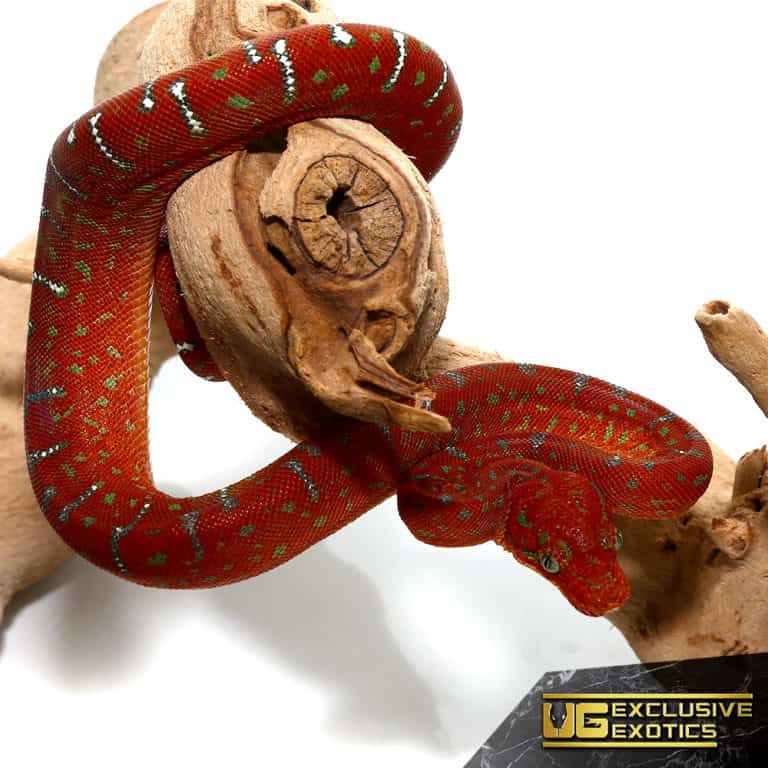 Exclusive Exotics for Sale - Snakes, Lizards, Turtles and More!