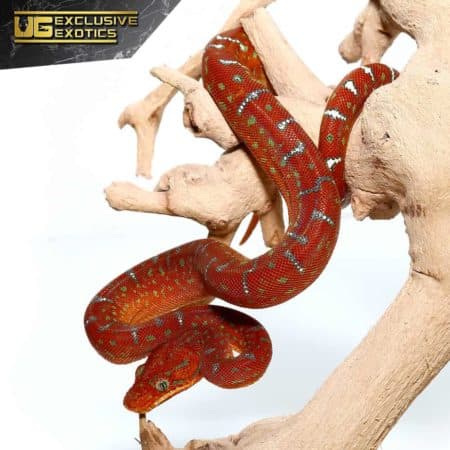 Baby Emerald Tree Boas (Corallus caninus) For Sale - Underground Reptiles