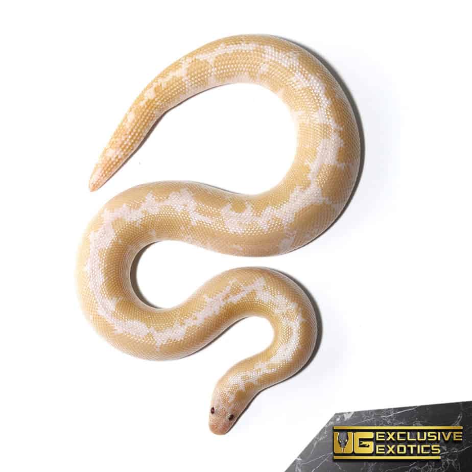 Snow Striped Kenyan Sand Boa for sale - Underground Reptiles