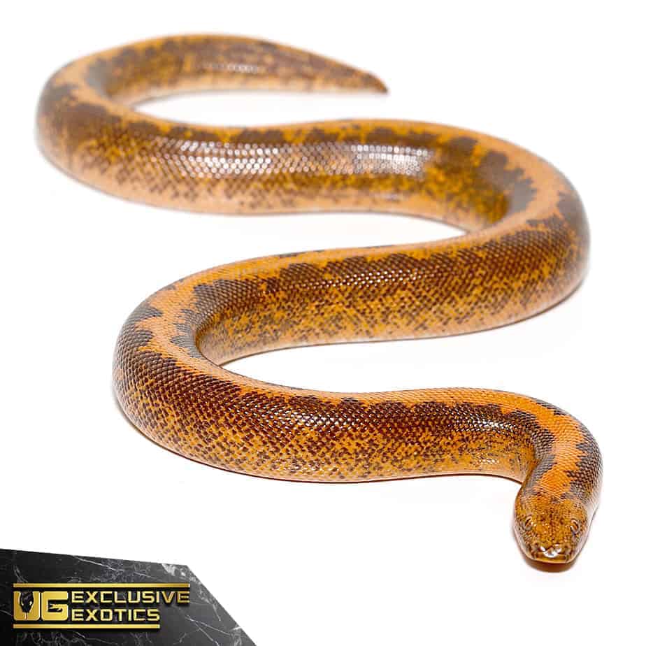 Striped Kenyan Sand Boas For Sale - Underground Reptiles