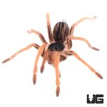Colombian Giant RedLeg Tarantula (Megaphobema Robustum) For Sale ...