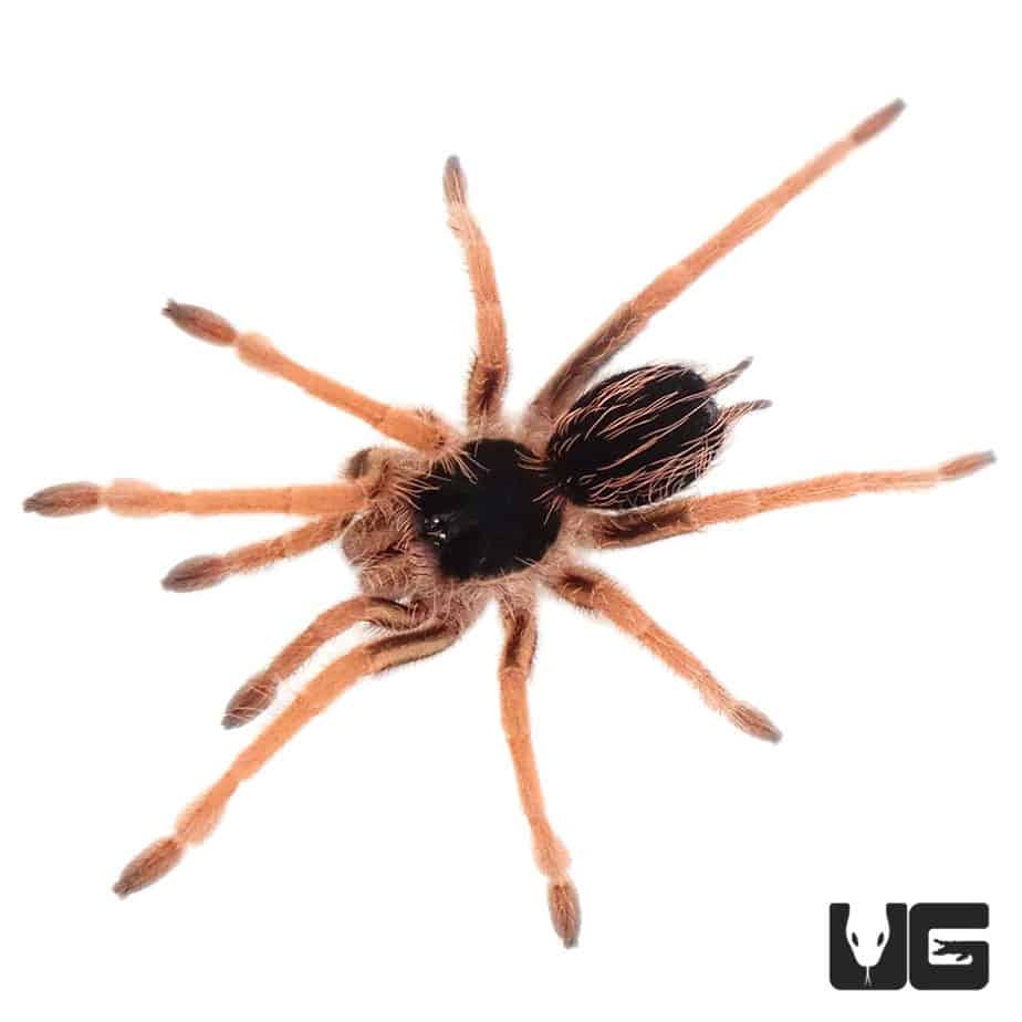 Colombian Giant RedLeg Tarantula For Sale - Underground Reptiles