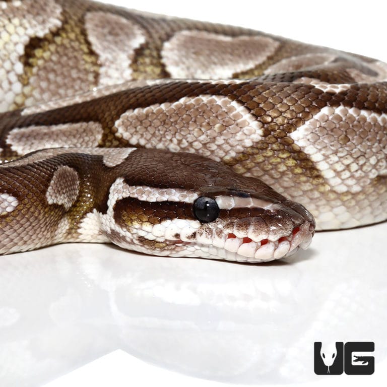 vpi axanthic butter ball python For Sale - Underground Reptiles