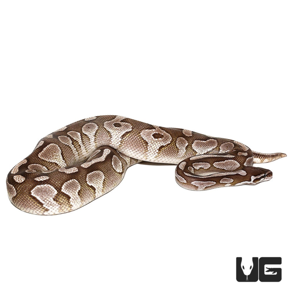 vpi axanthic butter ball python For Sale - Underground Reptiles