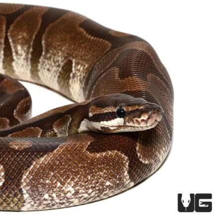 vpi axanthic enchi ball python For Sale - Underground Reptiles