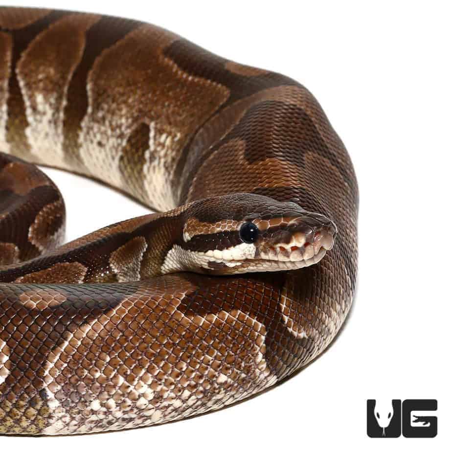 vpi axanthic enchi ball python For Sale - Underground Reptiles
