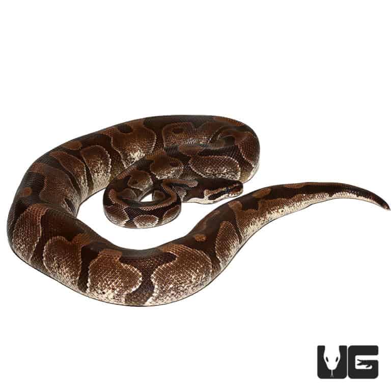 vpi axanthic enchi ball python For Sale - Underground Reptiles