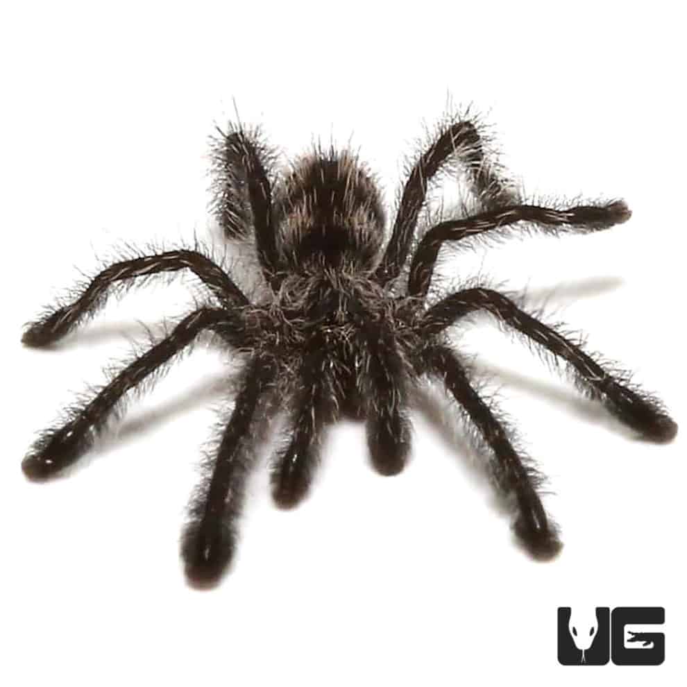 .25 – .75 Inch Purple Pinktoe Tarantula (Avicularia purpurea) For Sale ...