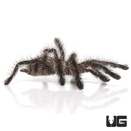 .25 – .75 Inch Purple Pinktoe Tarantula (Avicularia purpurea) For Sale ...