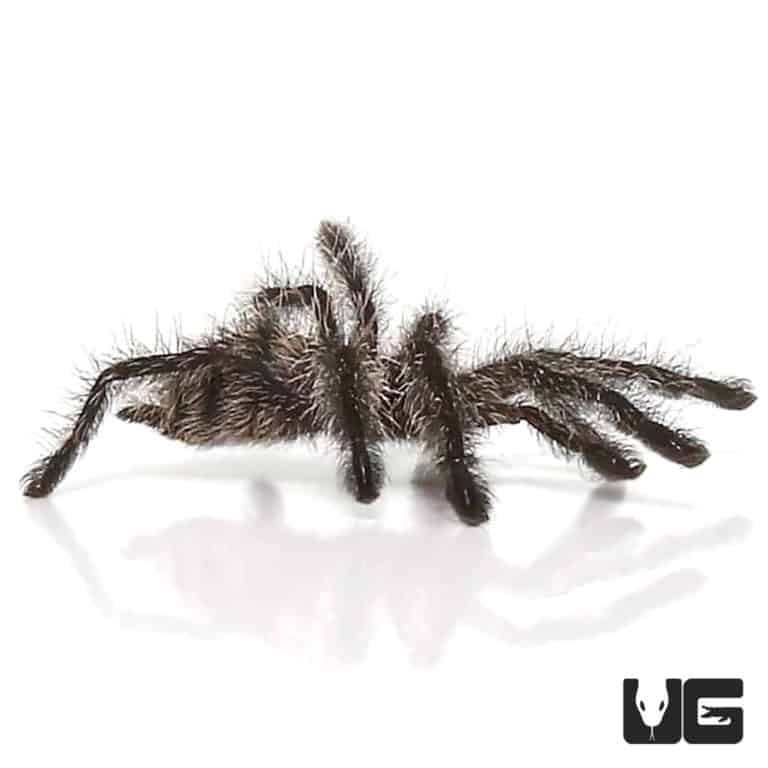 .25 – .75 Inch Purple Pinktoe Tarantula (Avicularia purpurea) For Sale ...