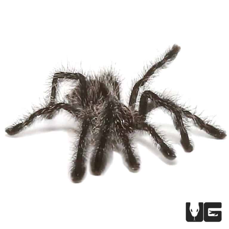 .25 – .75 Inch Purple Pinktoe Tarantula (Avicularia purpurea) For Sale ...