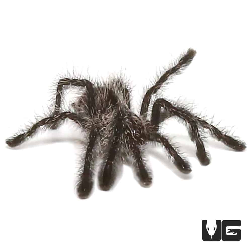 .25 – .75 Inch Purple Pinktoe Tarantula (Avicularia purpurea) For Sale ...