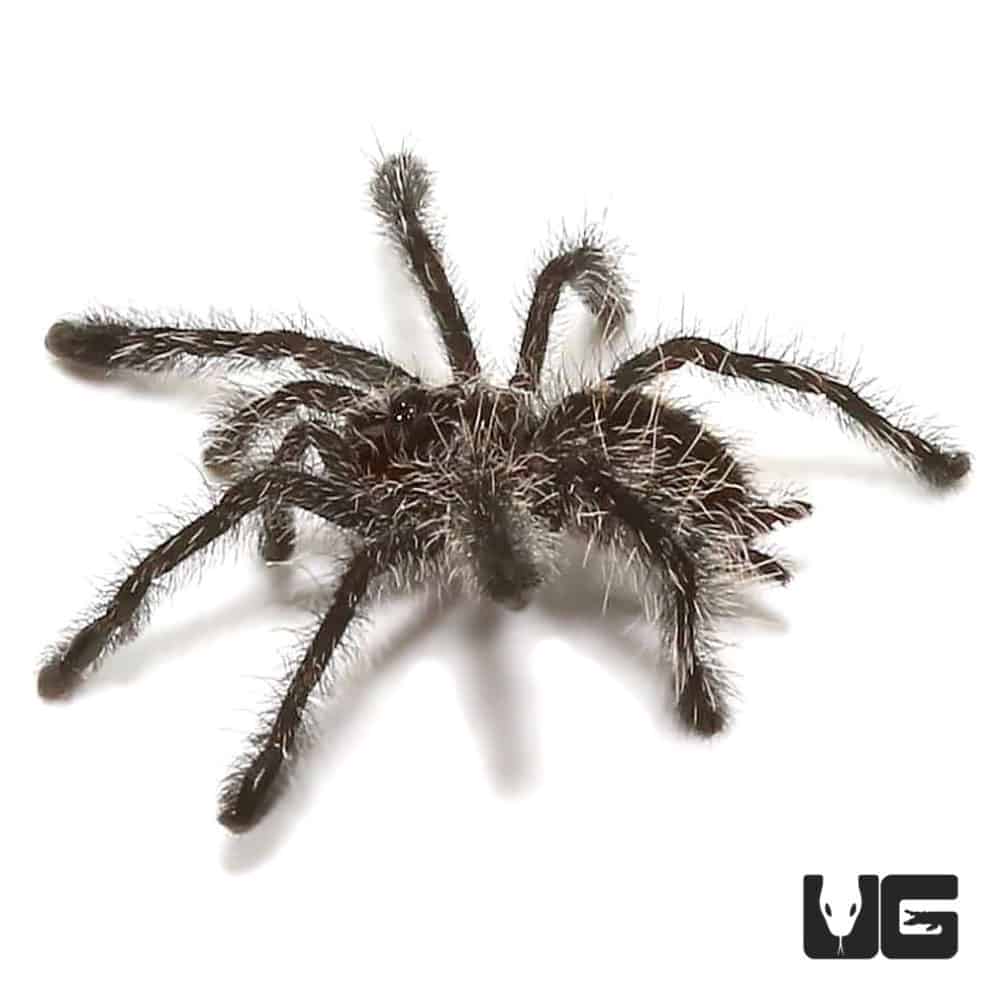 .25 – .75 Inch Purple Pinktoe Tarantula (Avicularia purpurea) For Sale ...