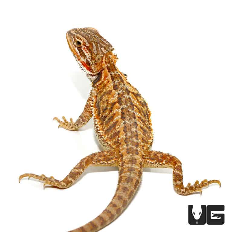 6-8 Inch Red Citrus Bearded Dragon - Underground Reptiles