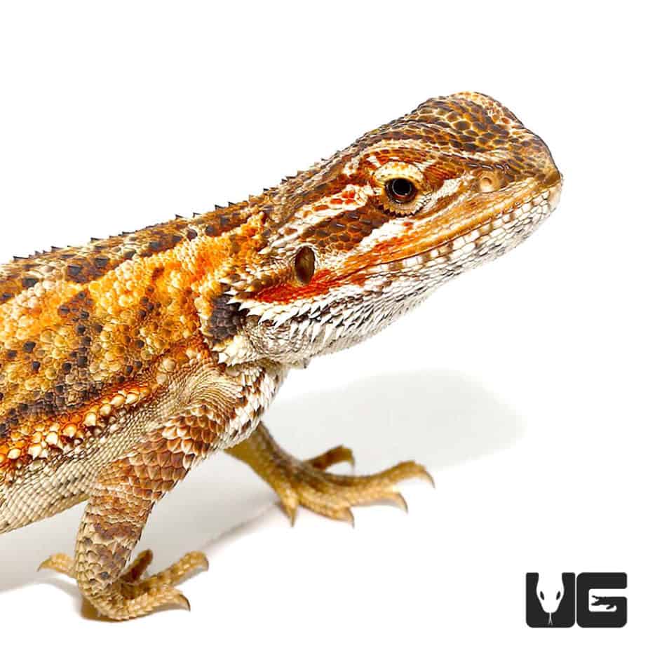 6-8 Inch Red Citrus Bearded Dragon - Underground Reptiles