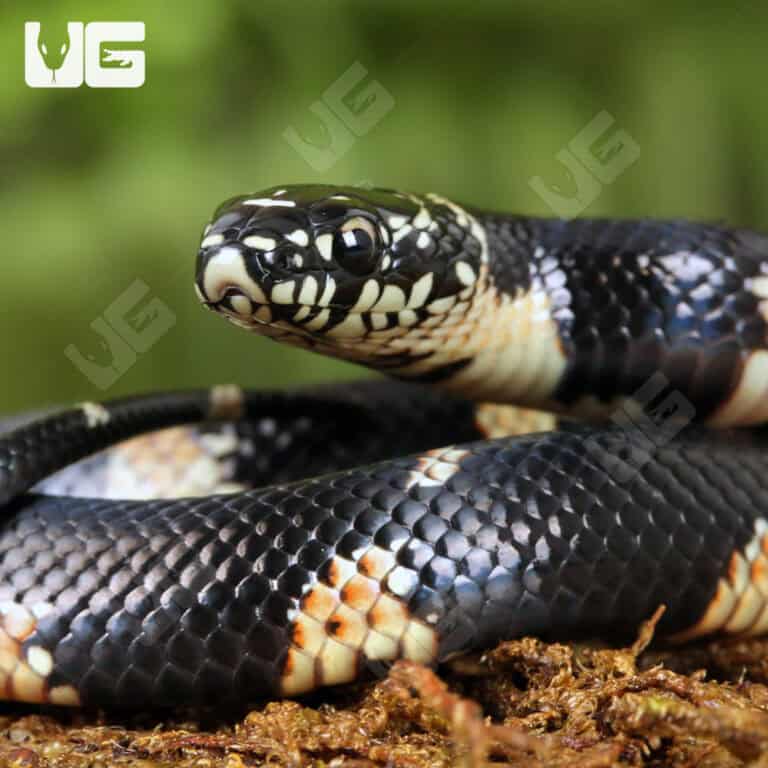 Baby Eastern Chain Kingsnake For Sale - Underground Reptiles