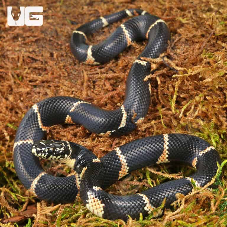 Baby Eastern Chain Kingsnake For Sale - Underground Reptiles