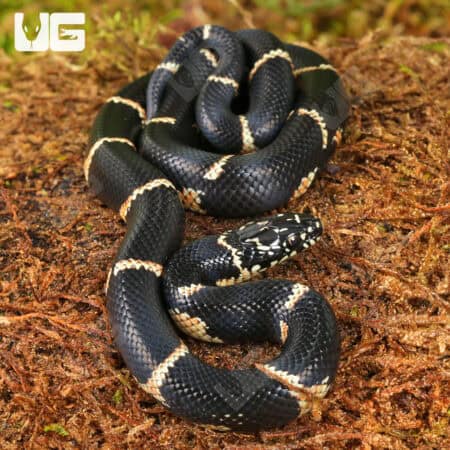 Baby Eastern Chain Kingsnake For Sale - Underground Reptiles