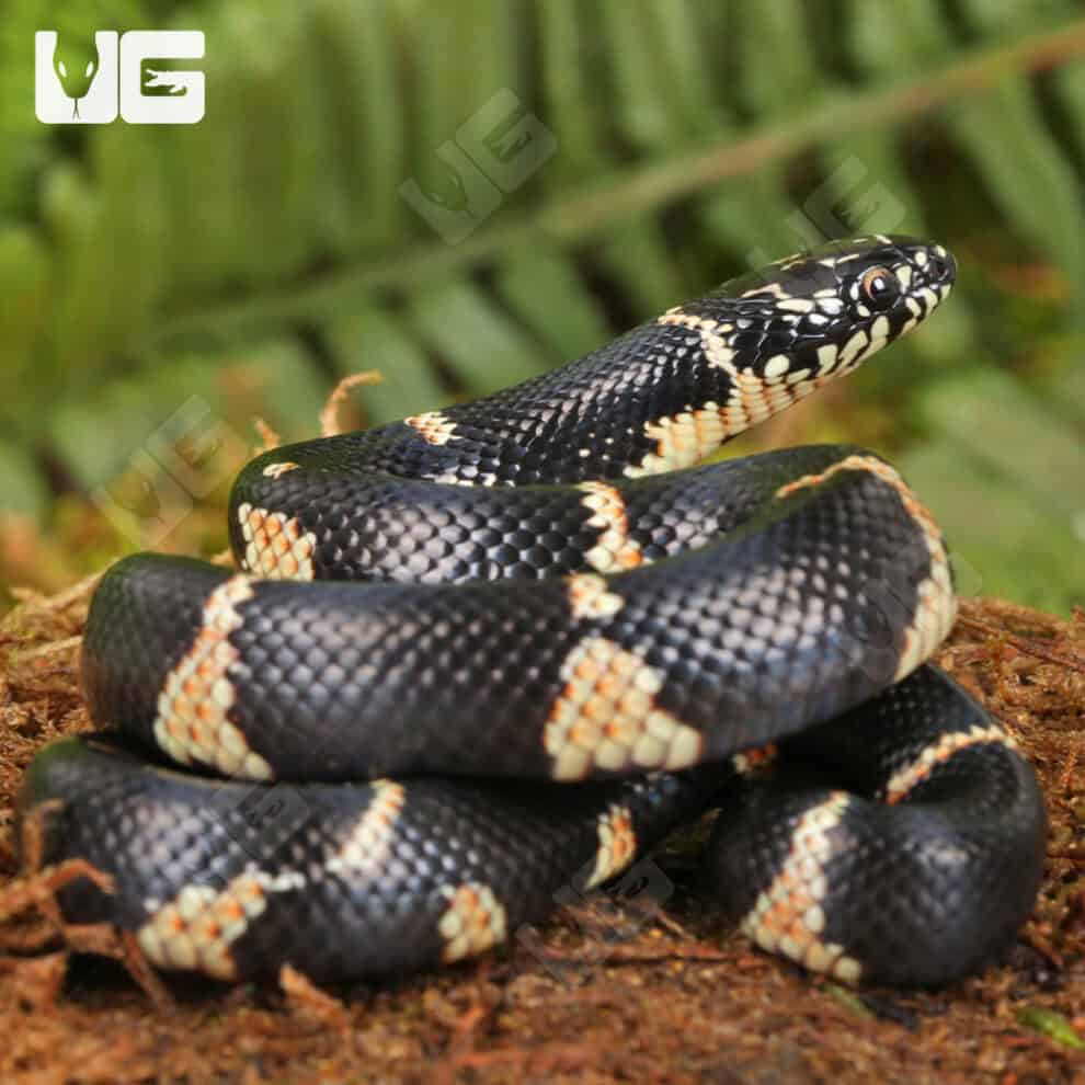 Baby Eastern Chain Kingsnake For Sale - Underground Reptiles