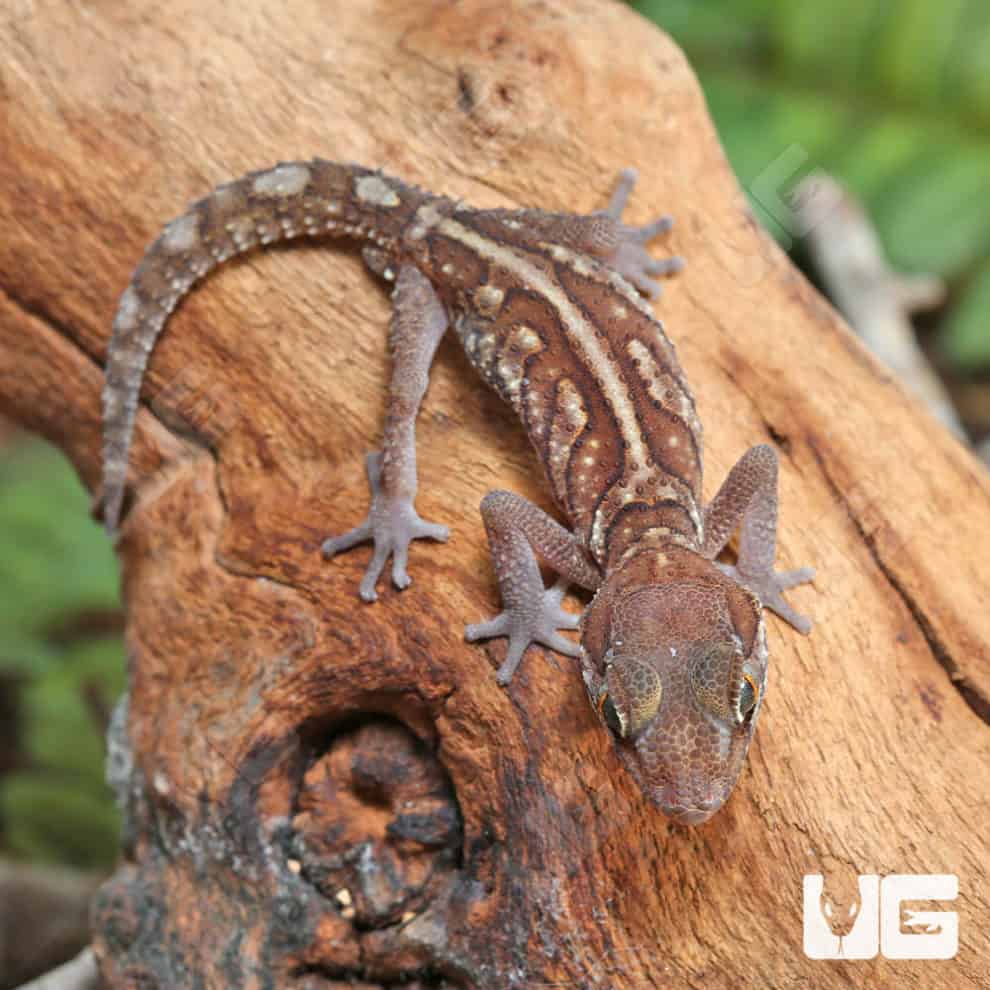 Crocodile Gecko For Sale - Underground Reptiles