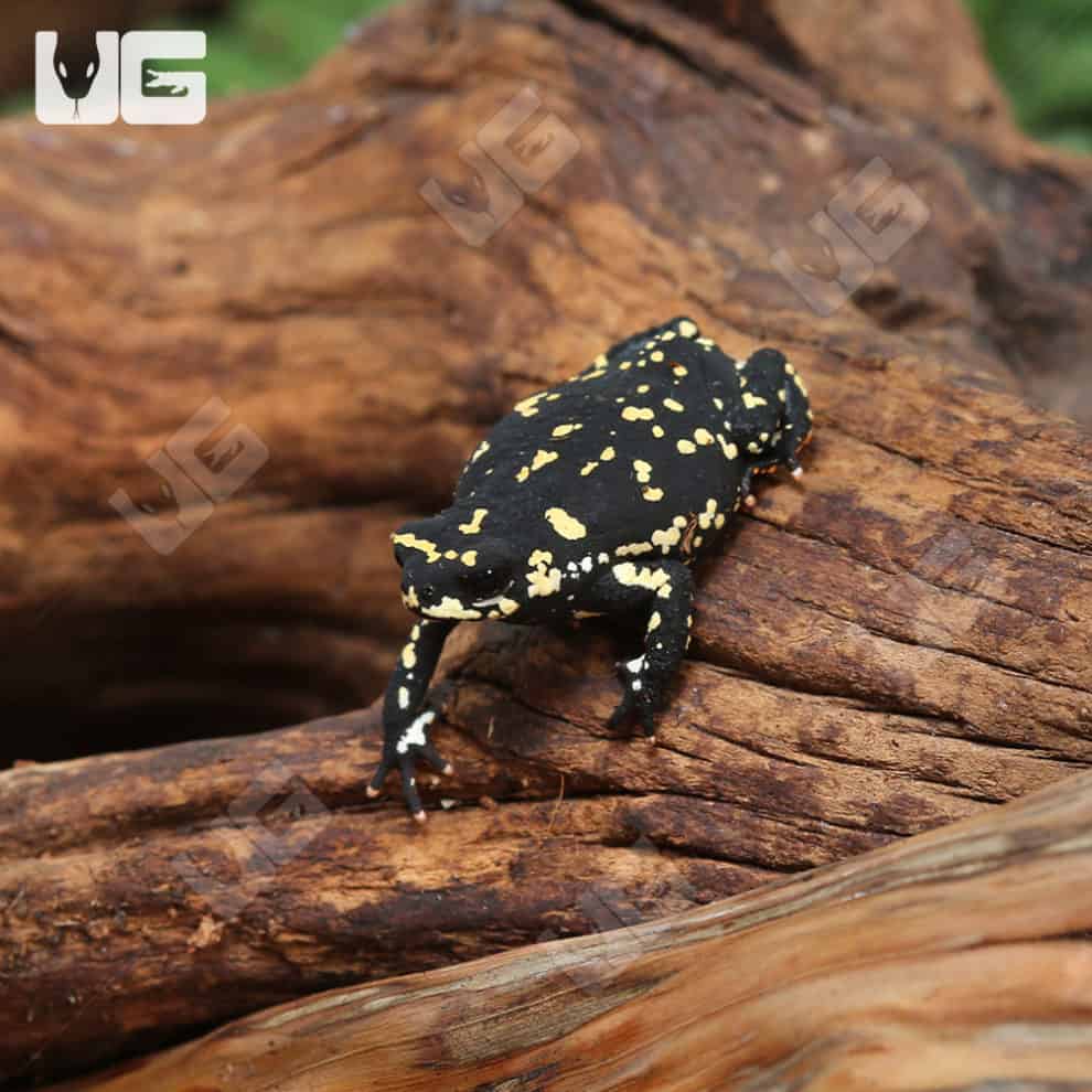C.B. Bumblebee Toad - Underground Reptiles