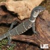 New Reptiles & Amphibians - Underground Reptiles
