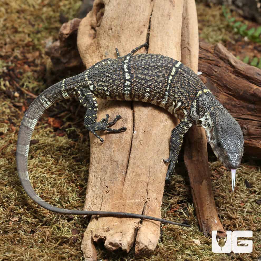 Baby Dumerils Monitors (Varanus Dumerilii) For Sale - Underground Reptiles