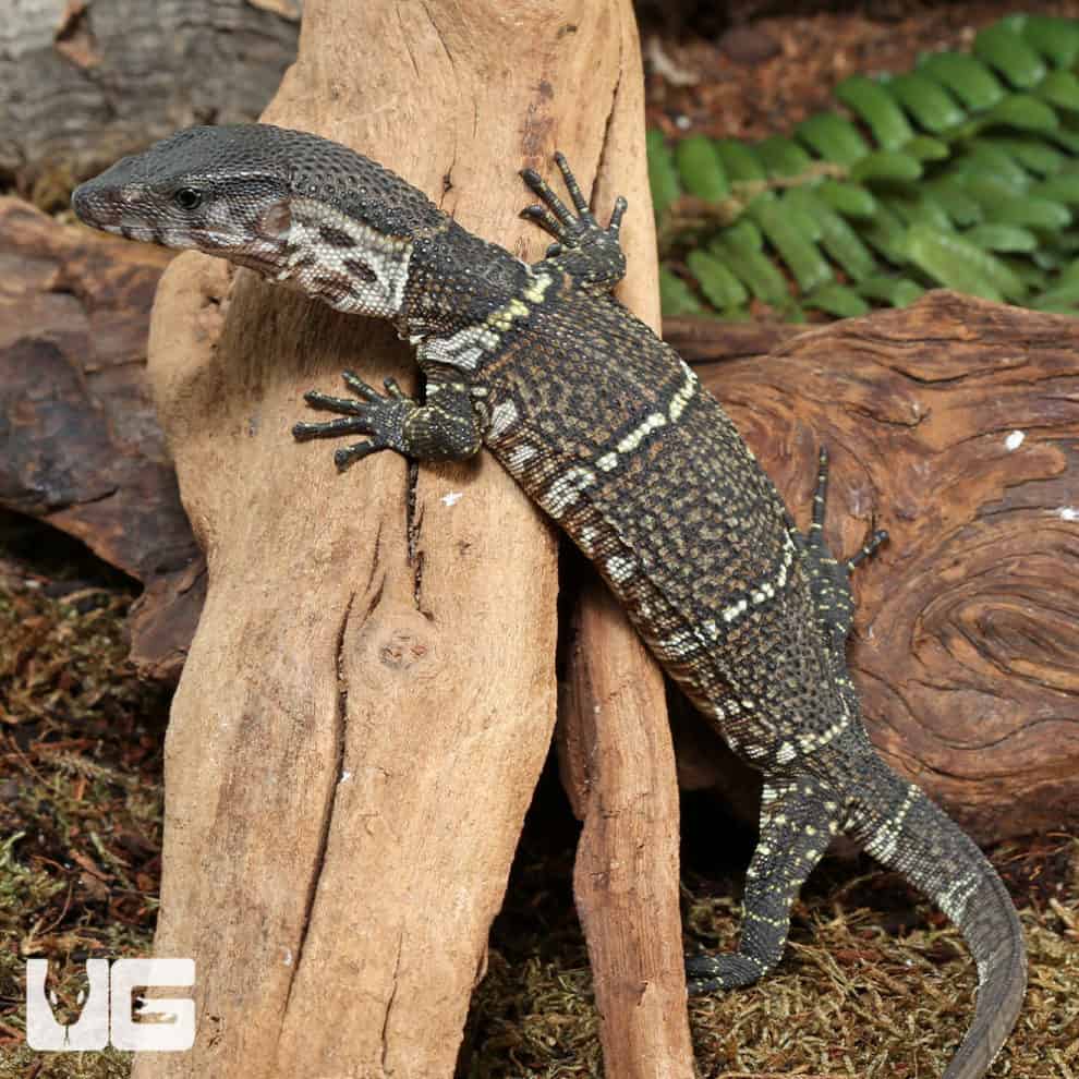 Baby Dumerils Monitors (Varanus Dumerilii) For Sale - Underground Reptiles