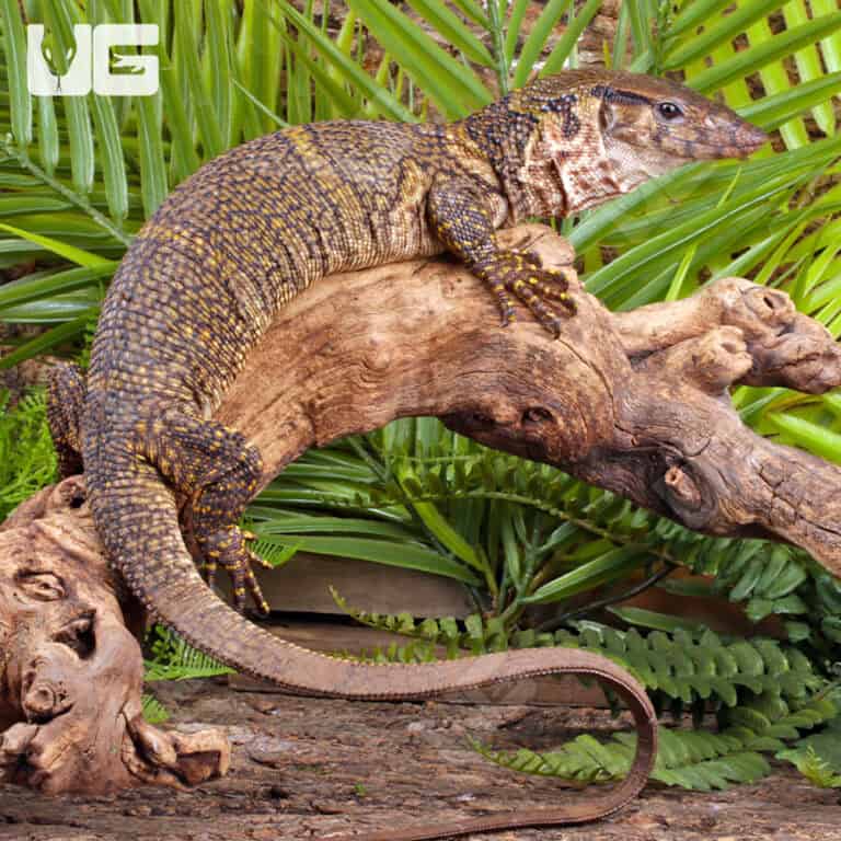Dumeril's Monitors (Varanus dumerilii) For Sale - Underground Reptiles