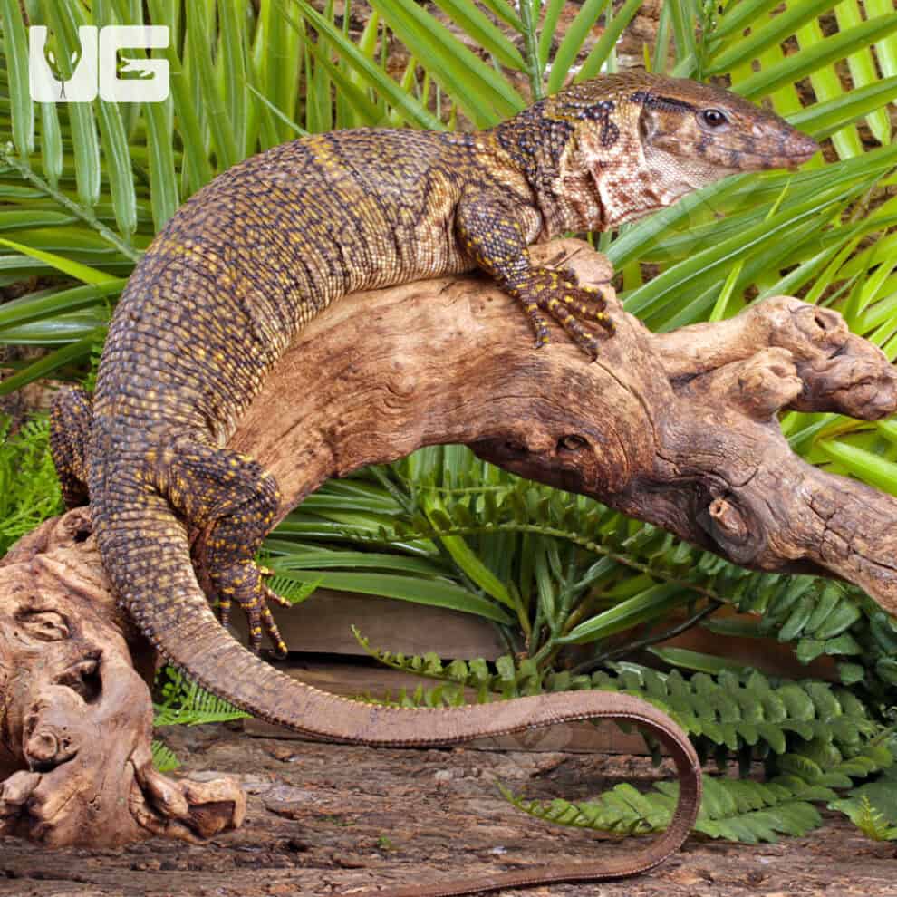 Dumeril's Monitors (Varanus dumerilii) For Sale - Underground Reptiles