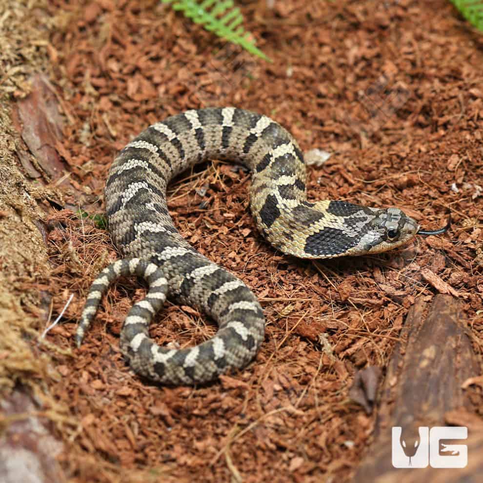 C.B. Baby Eastern Hognose Snake - Underground Reptiles