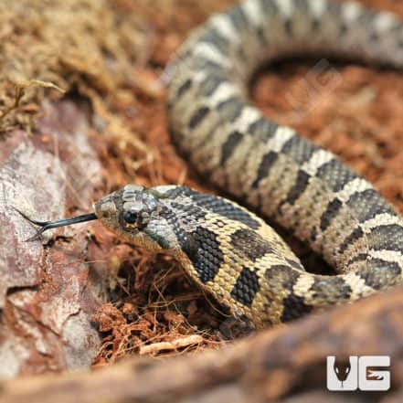 C.B. Baby Eastern Hognose Snake - Underground Reptiles