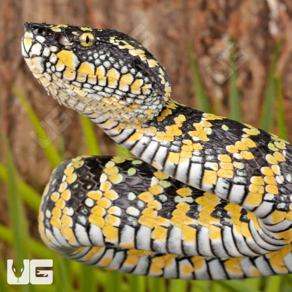 Venomous Snakes & Lizards For Sale - Underground Reptiles
