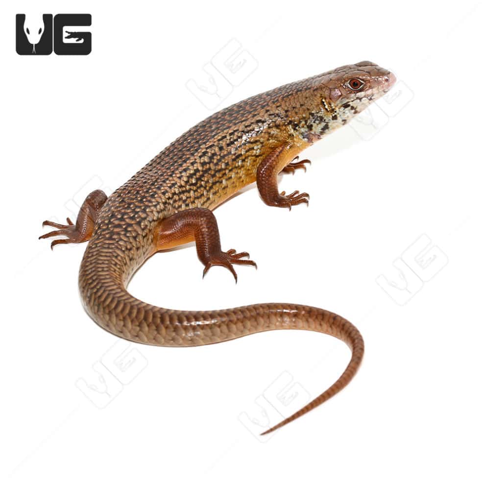Major Skinks (Bellatorias frerei) For Sale - Underground Reptiles