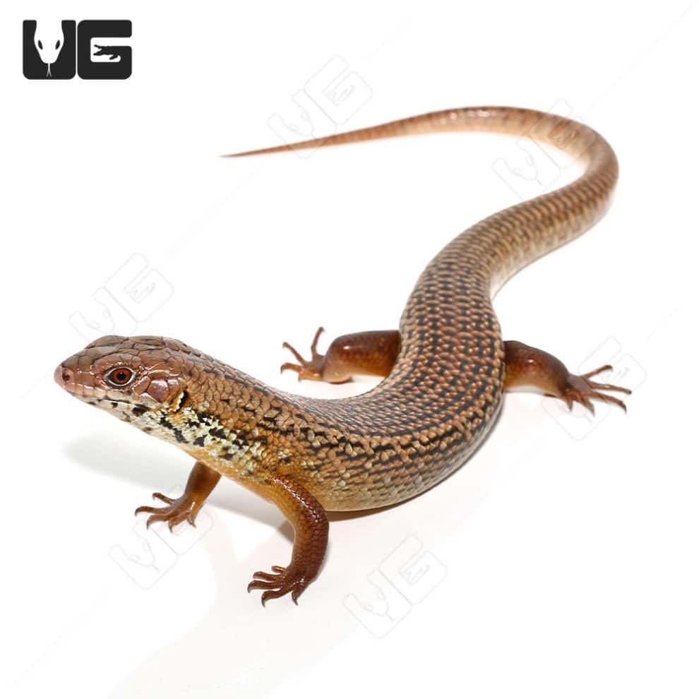 Skinks For Sale - Underground Reptiles