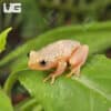 Tree Frogs For Sale - Underground Reptiles