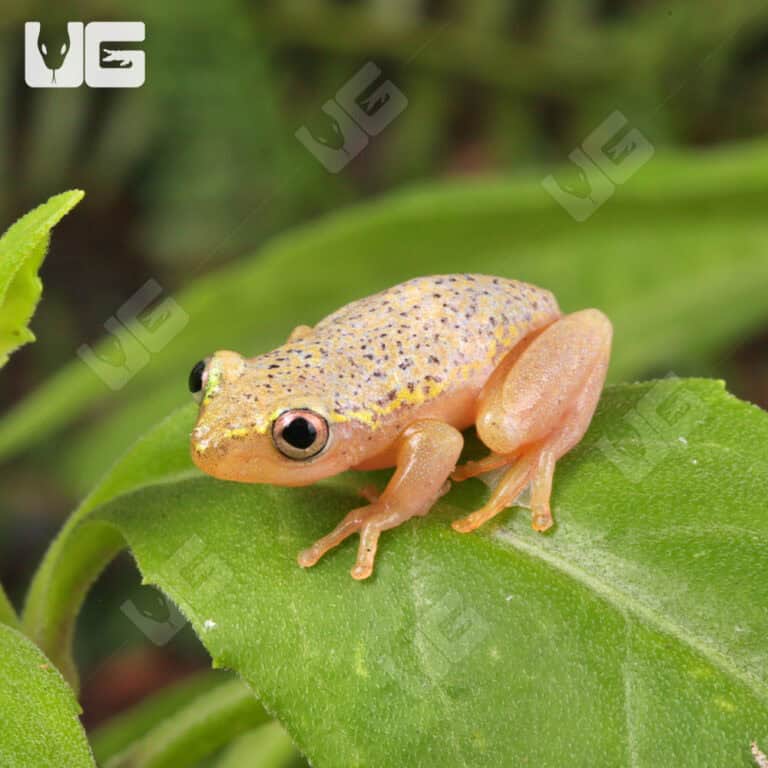 Starry Night Reed Frog (Hyperolius Sp) For Sale - Underground Reptiles