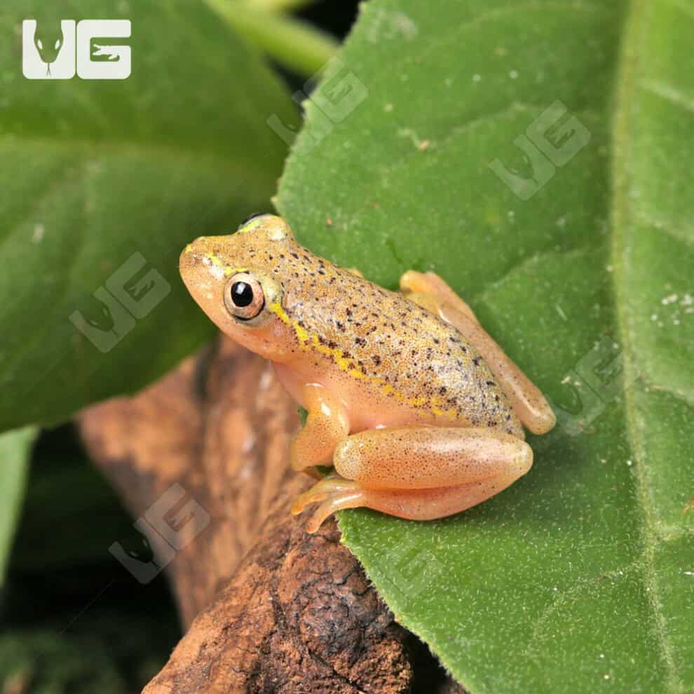 Starry Night Reed Frog (Hyperolius Sp) For Sale - Underground Reptiles