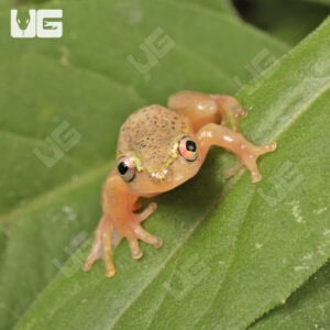 Starry Night Reed Frog (Hyperolius Sp) For Sale - Underground Reptiles