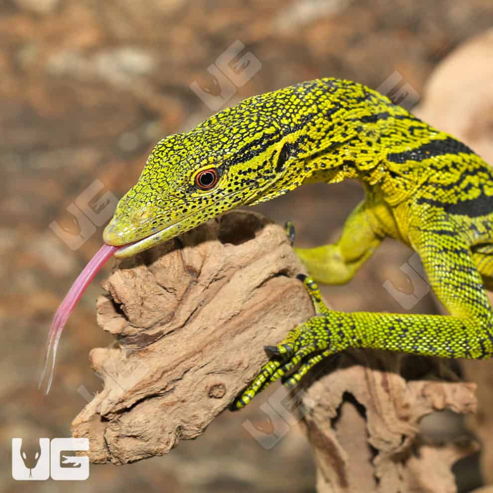 Juvenile Yellow Tree Monitor Pair - Underground Reptiles