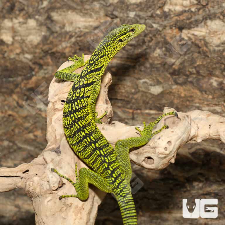 Juvenile Yellow Tree Monitor Pair - Underground Reptiles