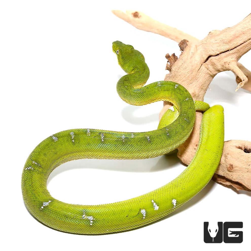 Emerald Tree Boas For Sale - Underground Reptiles