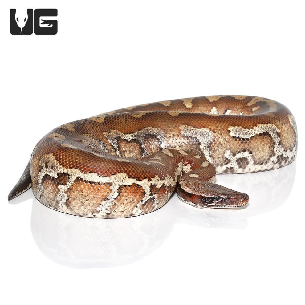 Blood Pythons For Sale - Underground Reptiles