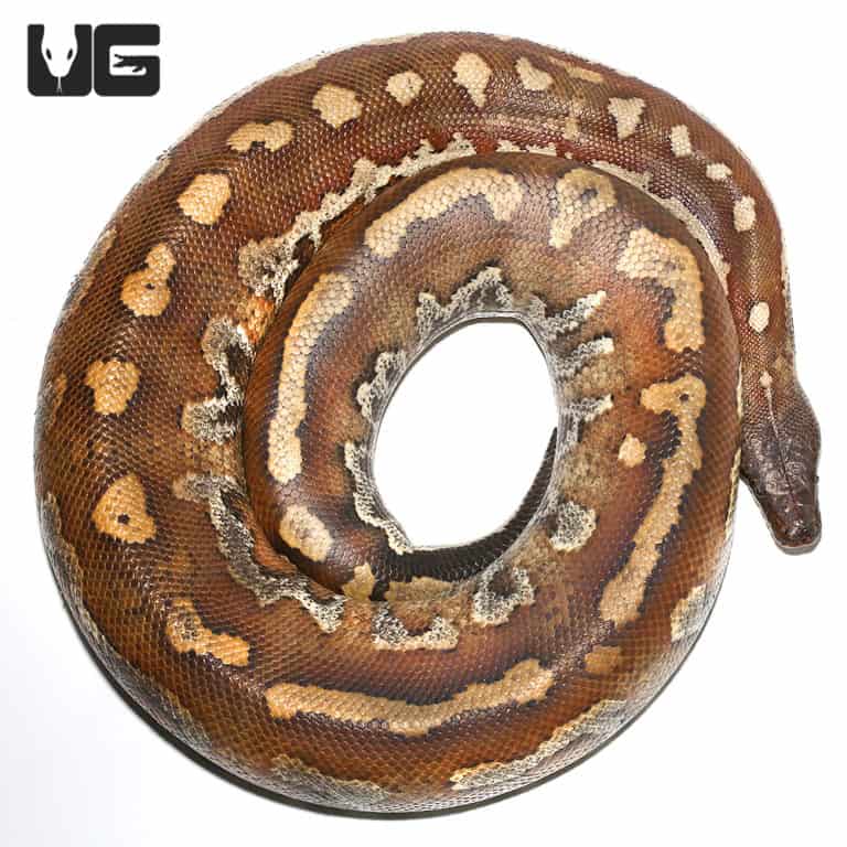 Blood Pythons For Sale - Underground Reptiles