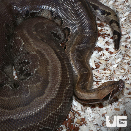 Blood Pythons For Sale - Underground Reptiles