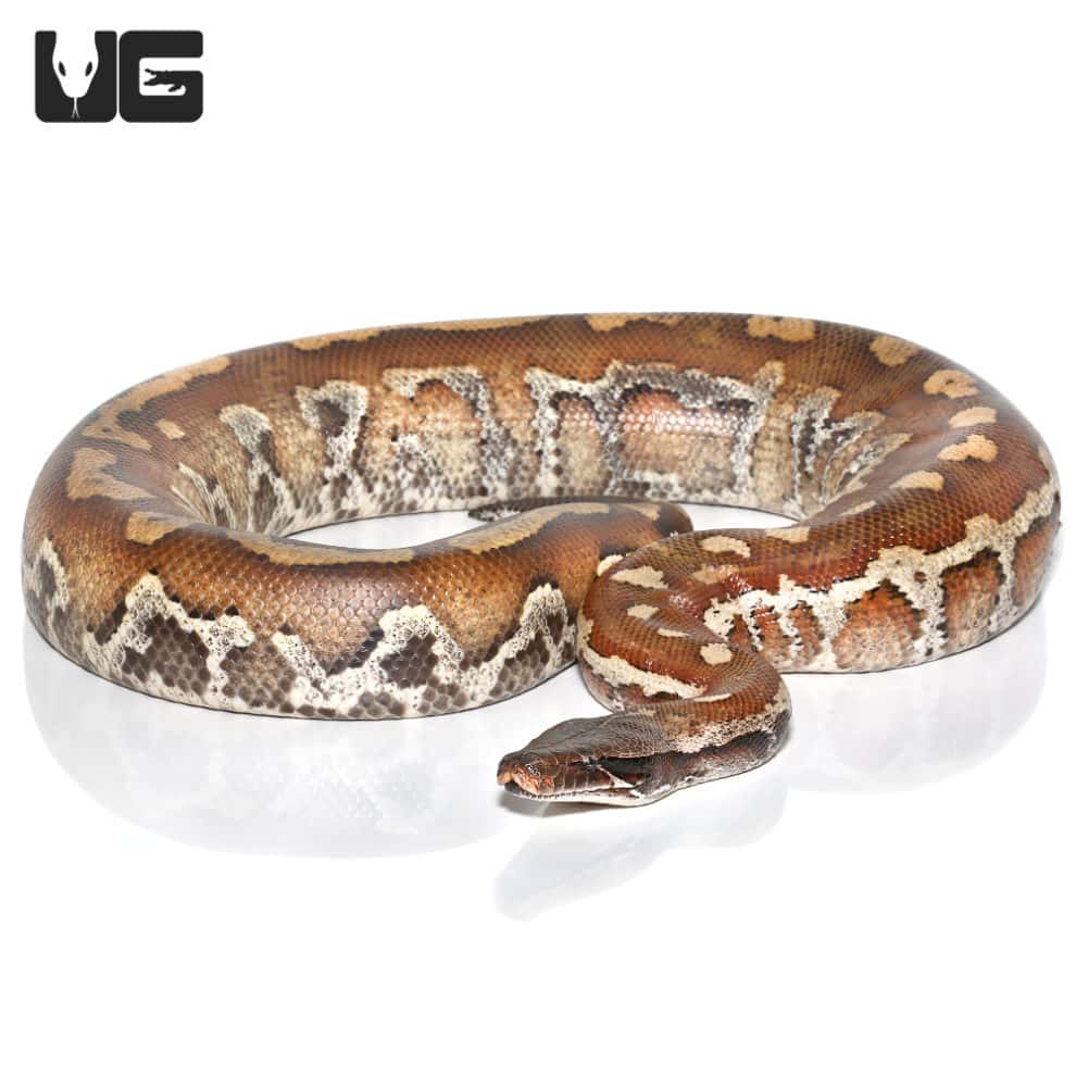 Sub-Adult Sumatran Blood Python - Underground Reptiles