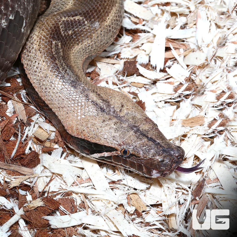 Adult Blood Python - Underground Reptiles