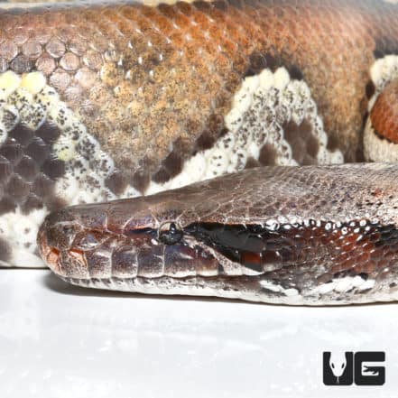 Sub-Adult Sumatran Blood Python - Underground Reptiles